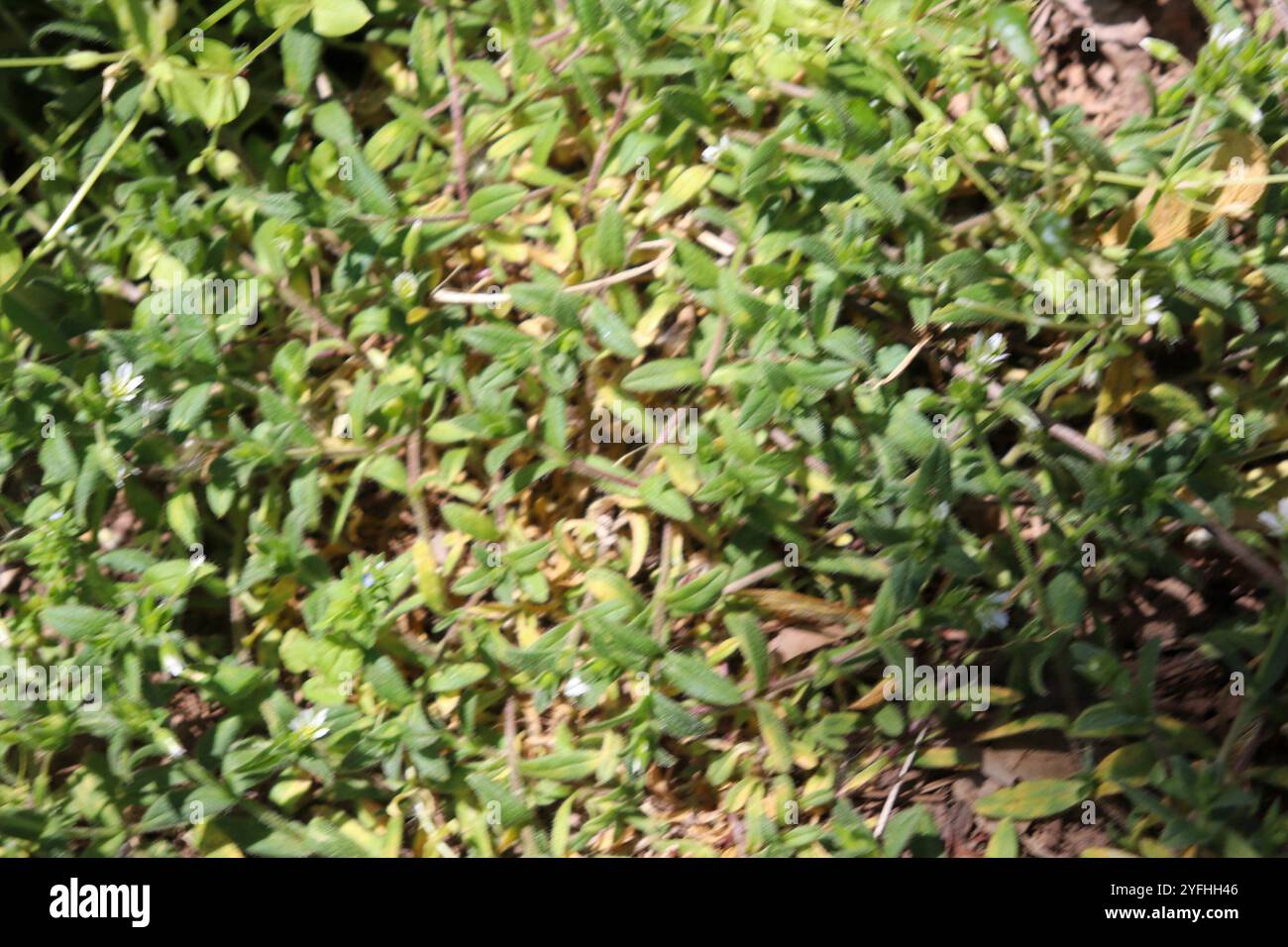 Common mouse-ear chickweed (Cerastium fontanum Stock Photo - Alamy