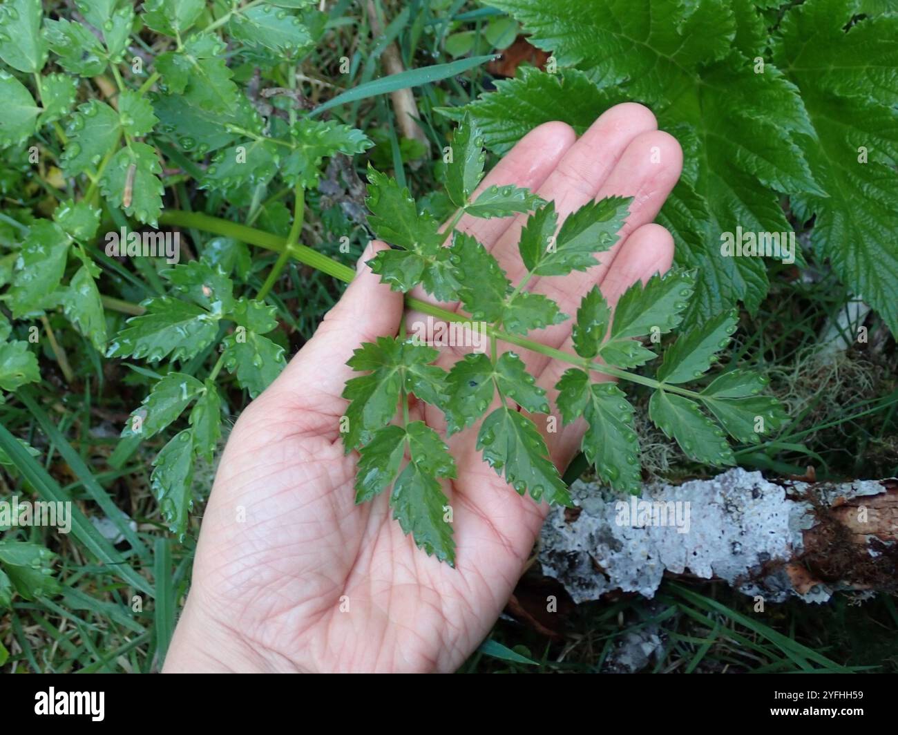 water parsley (Oenanthe sarmentosa Stock Photo - Alamy