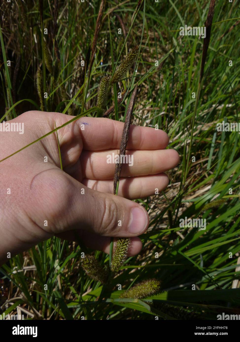 lesser pond sedge (Carex acutiformis Stock Photo - Alamy