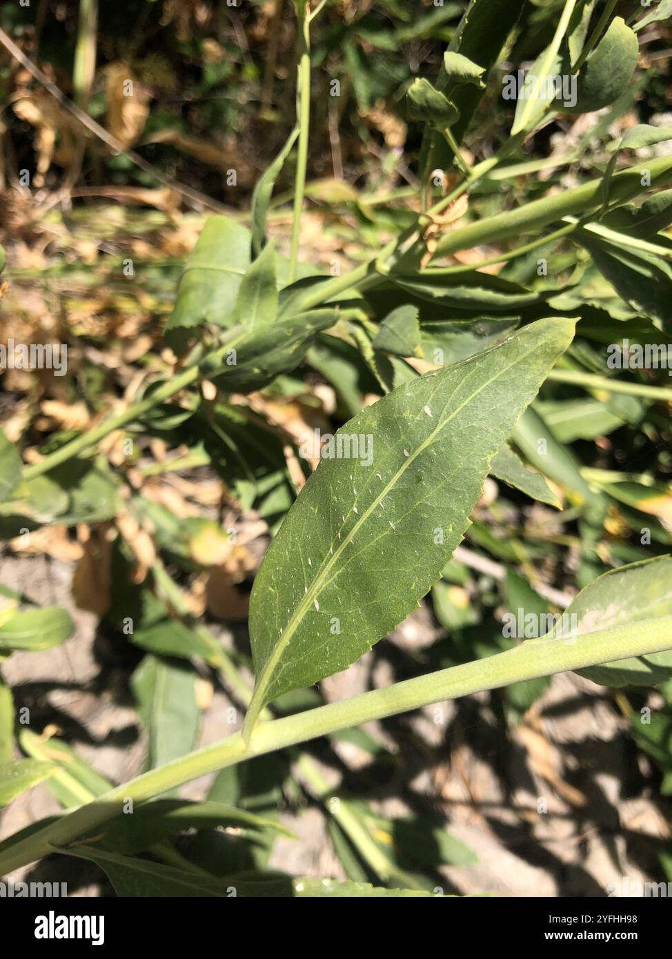 broadleaved pepperweed (Lepidium latifolium Stock Photo - Alamy