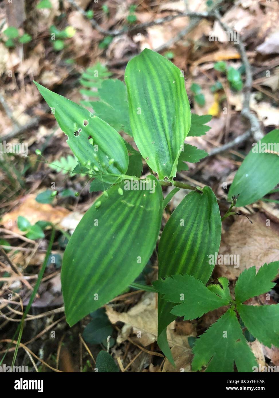 Variable Witchgrass (Dichanthelium commutatum commutatum Stock Photo ...