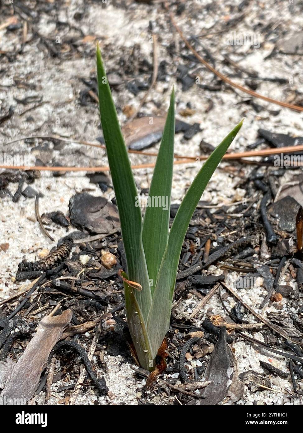 Iris verna hi-res stock photography and images - Alamy