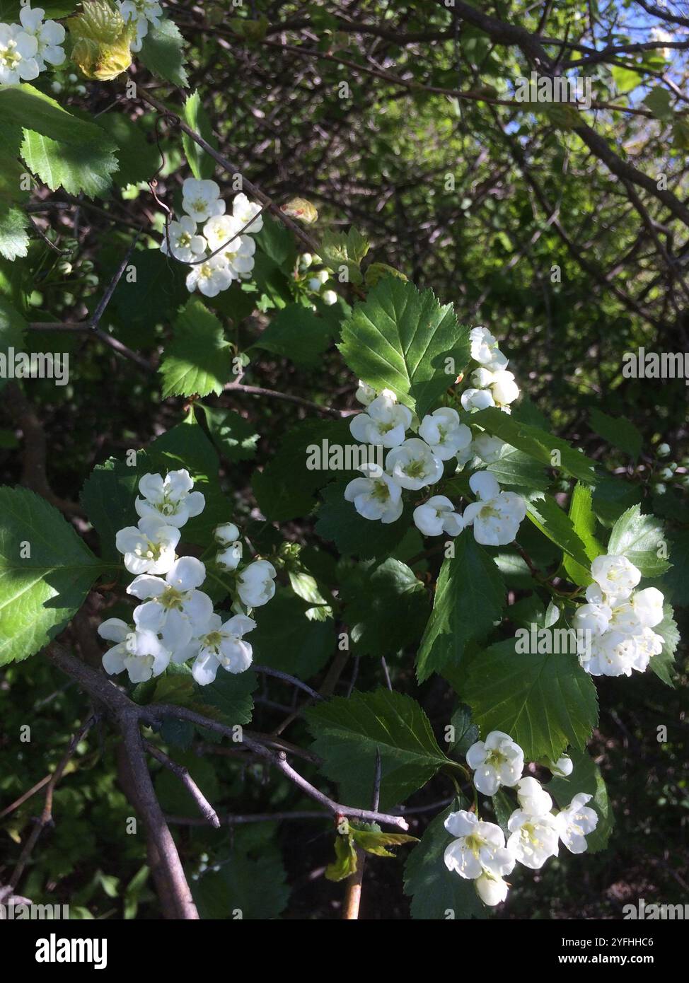 Glabrous-fruit Fireberry Hawthorn (Crataegus chrysocarpa phoeniceoides ...