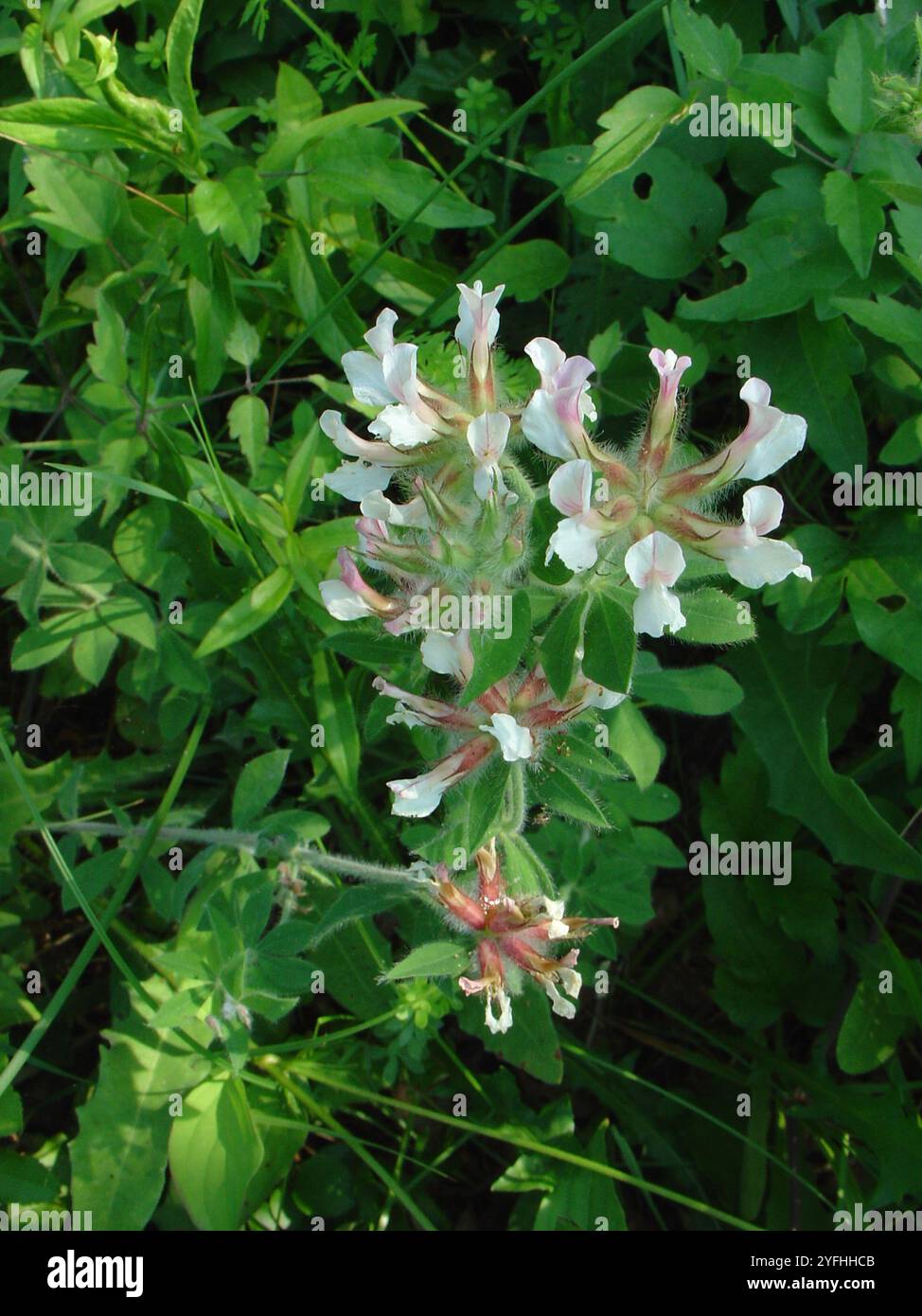 Hairy canary clover lotus hirsutus hi-res stock photography and images ...