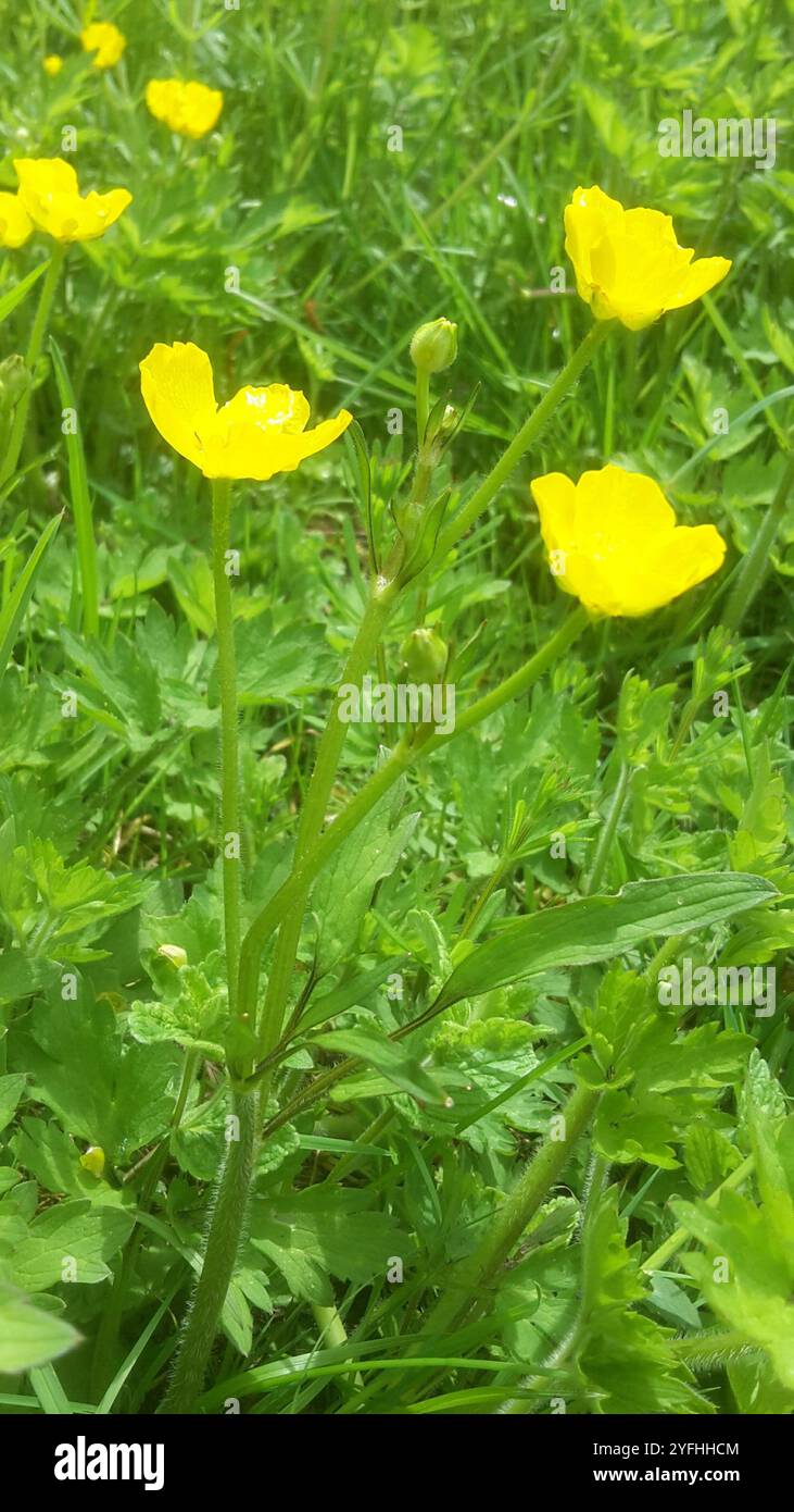 Creeping buttercup (Ranunculus repens Stock Photo - Alamy