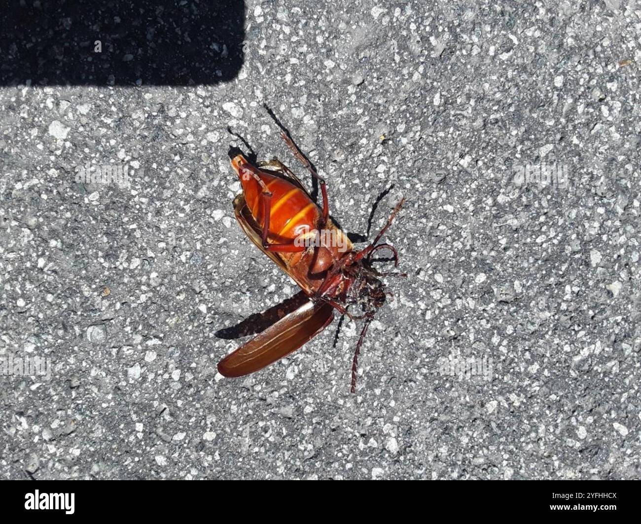 California Root Borer (Prionus californicus Stock Photo - Alamy