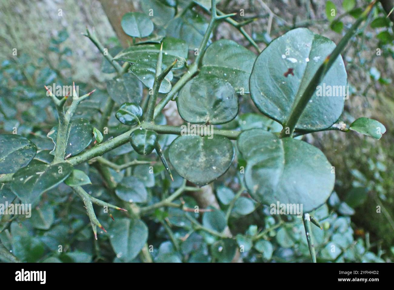 num-num (Carissa bispinosa Stock Photo - Alamy