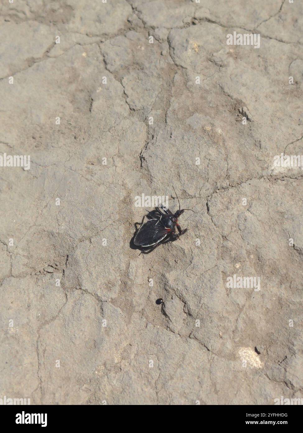 California Bee Assassin (Apiomerus californicus Stock Photo - Alamy
