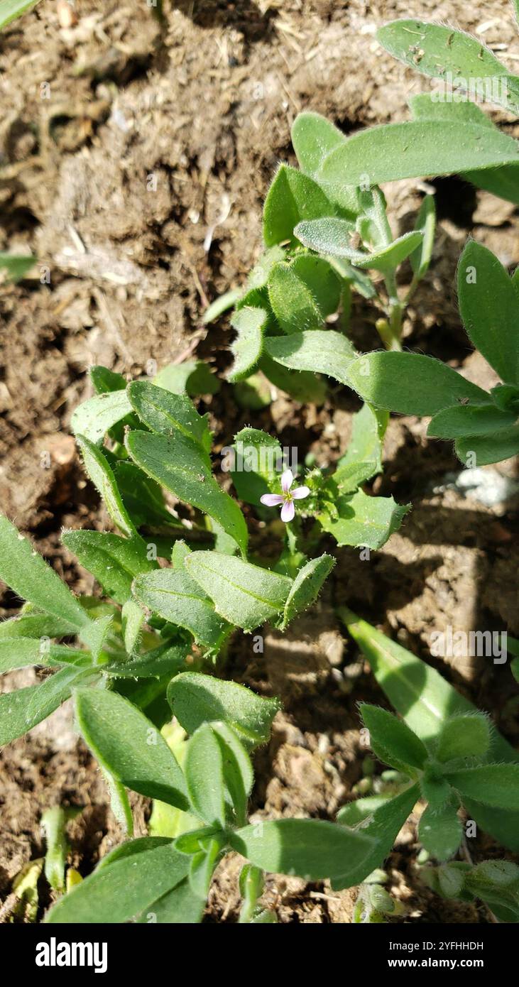 crossflower (Chorispora tenella Stock Photo - Alamy