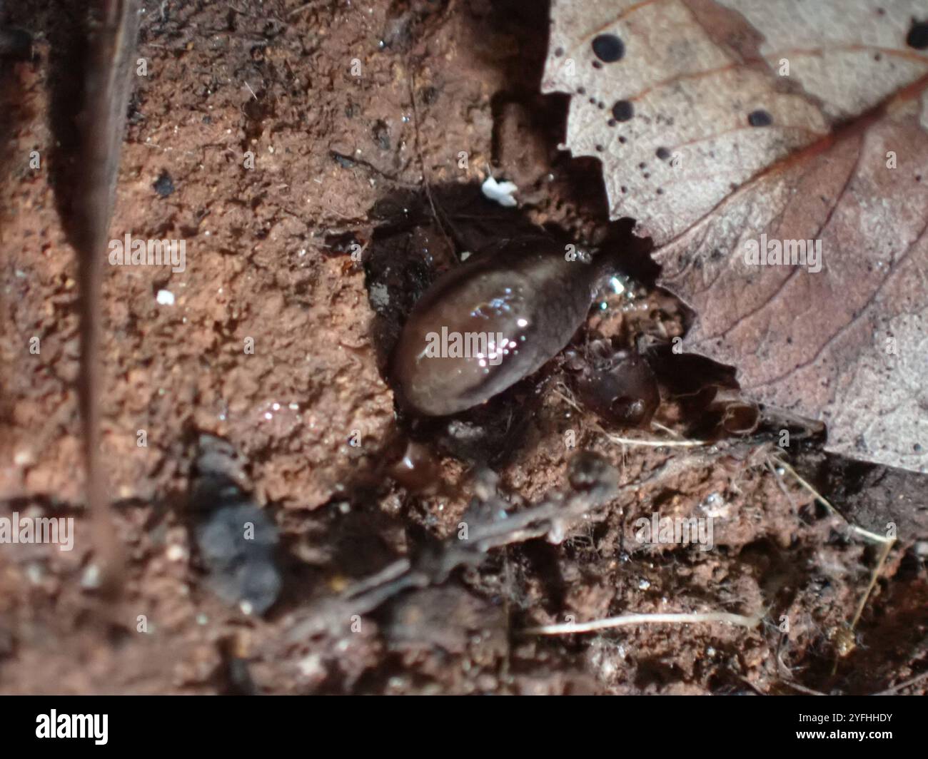 Common Land Snails and Slugs (Stylommatophora Stock Photo - Alamy