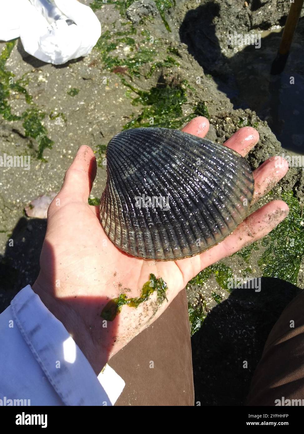 Clinocardium hi-res stock photography and images - Alamy