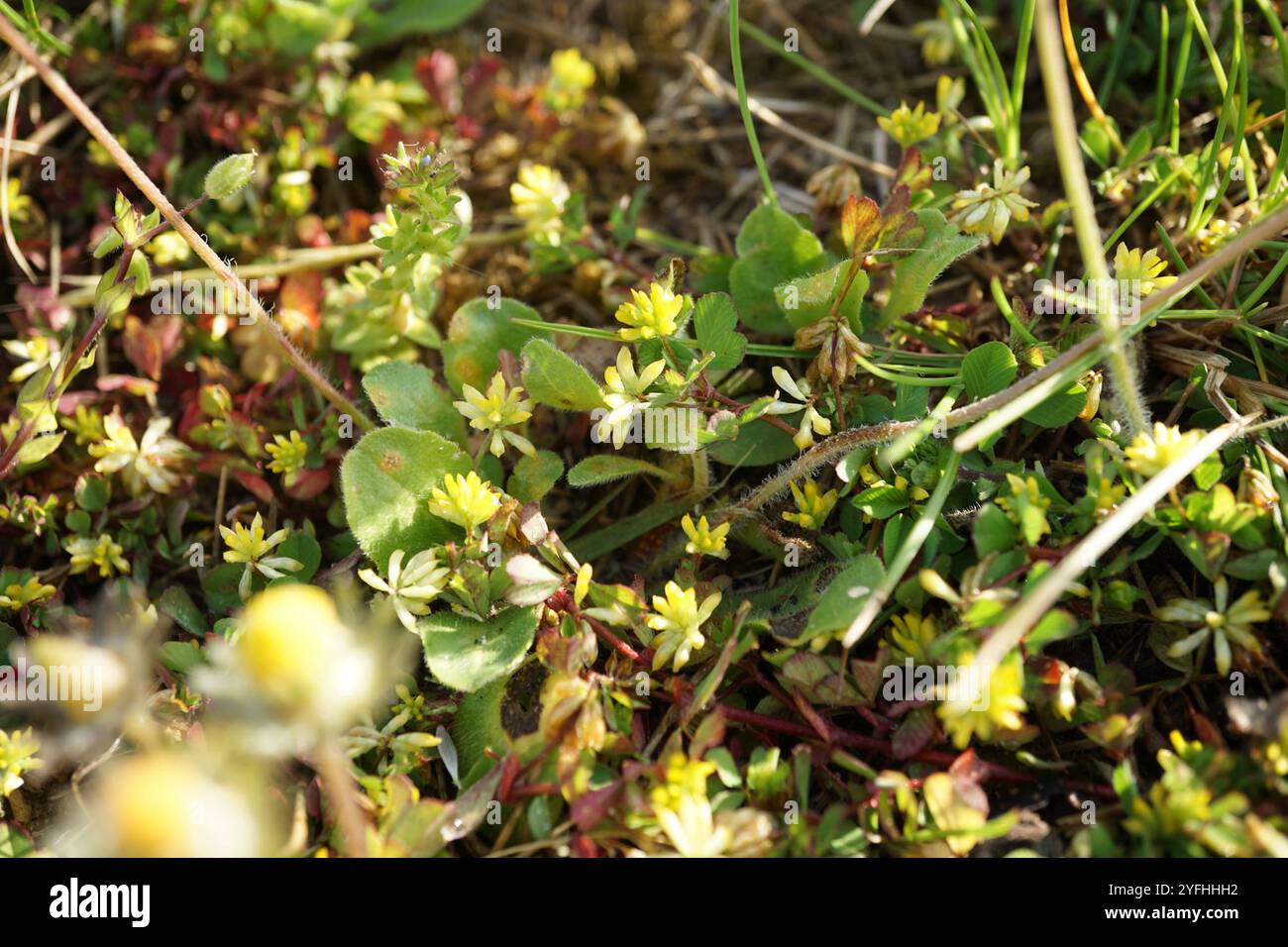 Lesser hop trefoil (Trifolium dubium Stock Photo - Alamy