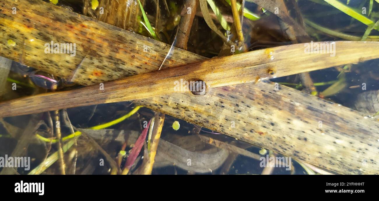 Gyro Snails (Gyraulus Stock Photo - Alamy