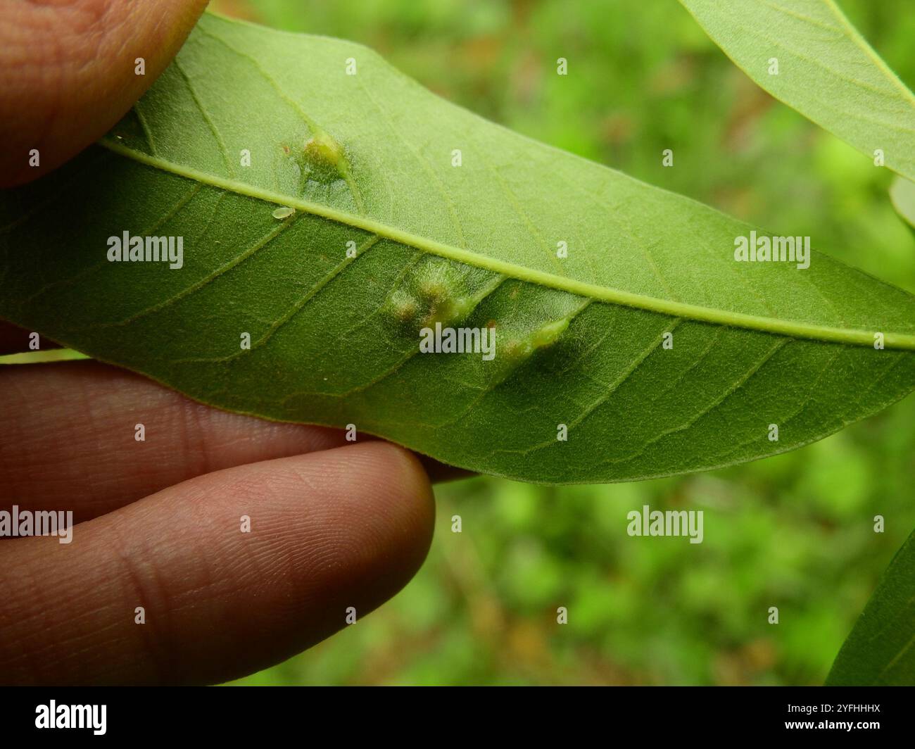 Oak Leaf Gall Midge (Polystepha pilulae Stock Photo - Alamy