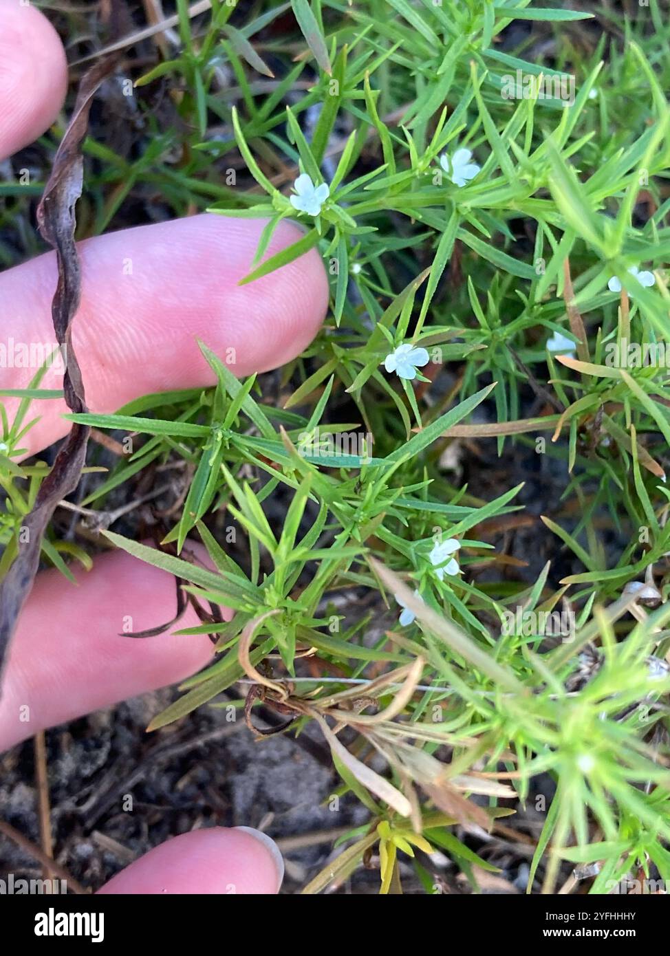Rust Weed (Polypremum procumbens Stock Photo - Alamy
