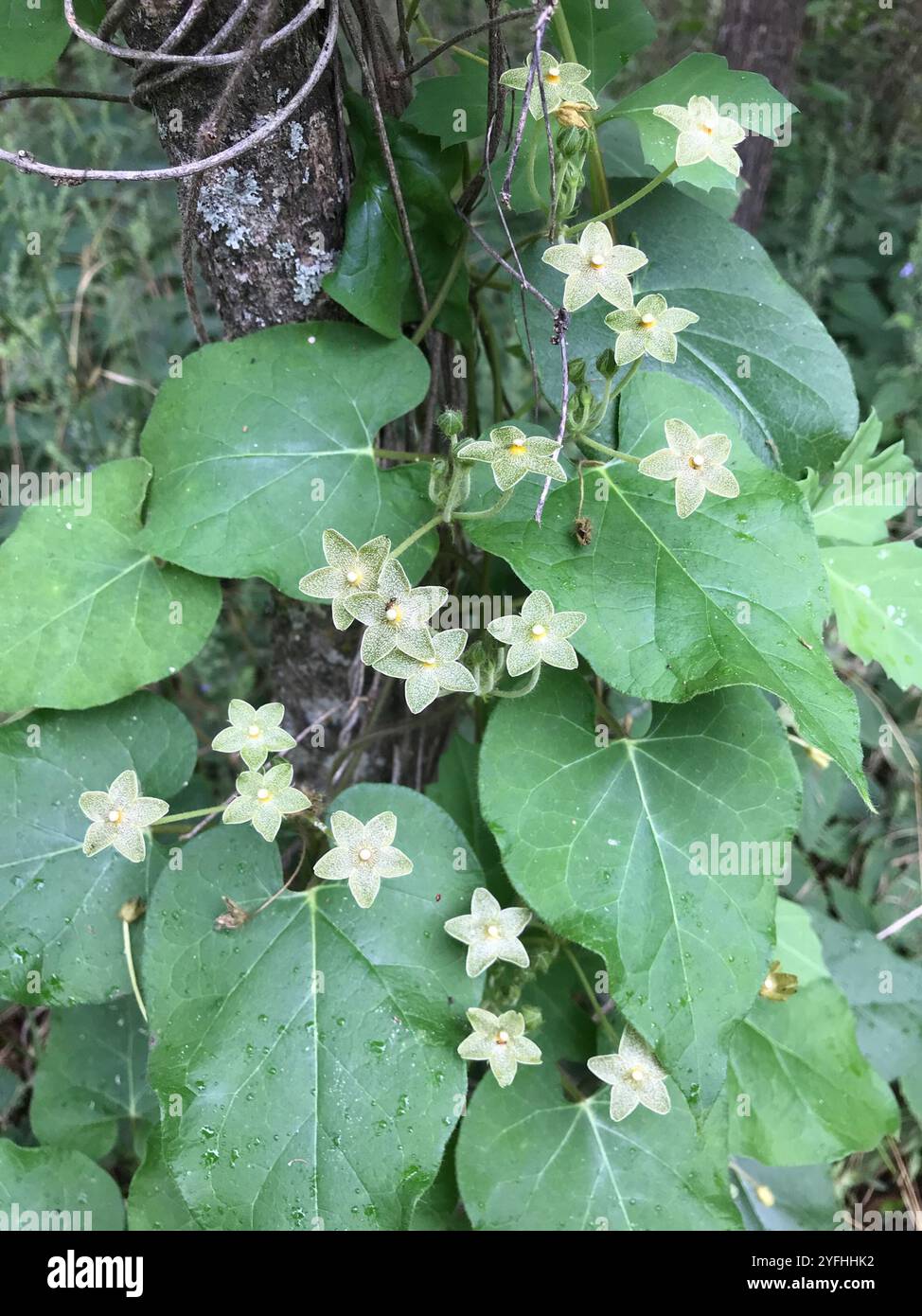 Matelea reticulata hi-res stock photography and images - Alamy
