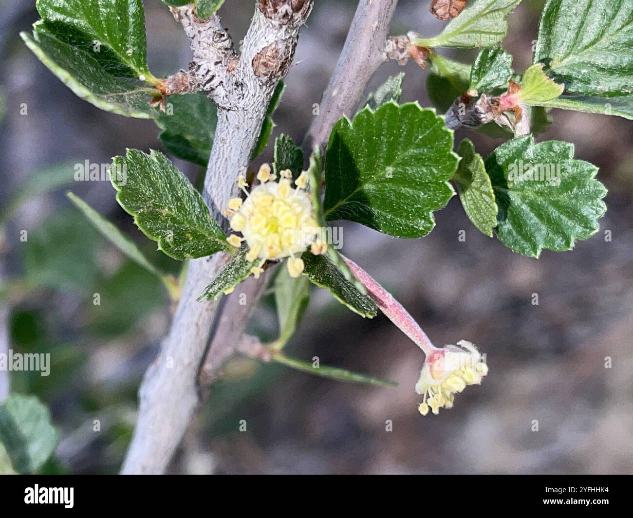 Alderleaf Mountain Mahogany (Cercocarpus montanus Stock Photo - Alamy