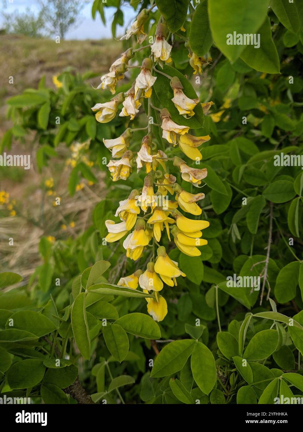 Common Laburnum (Laburnum anagyroides Stock Photo - Alamy
