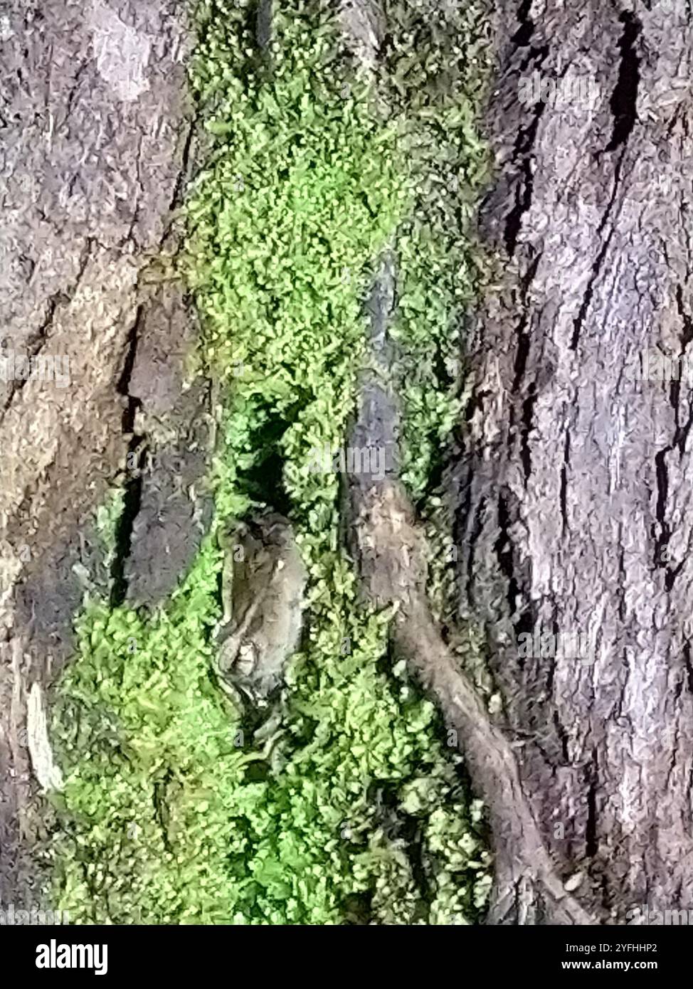 Common Coqui (Eleutherodactylus coqui Stock Photo - Alamy