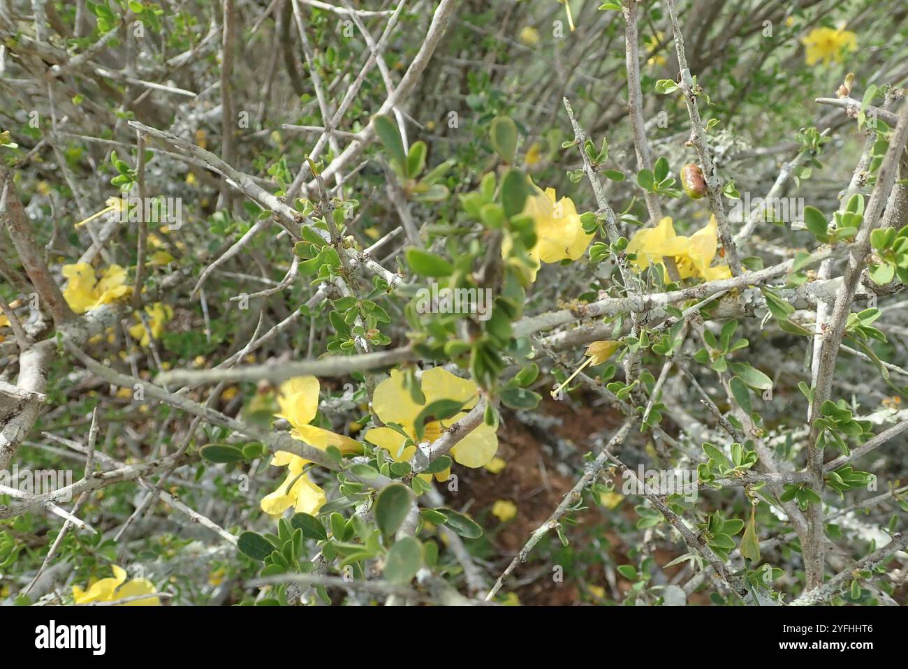 Karoo Gold (Rhigozum obovatum Stock Photo - Alamy
