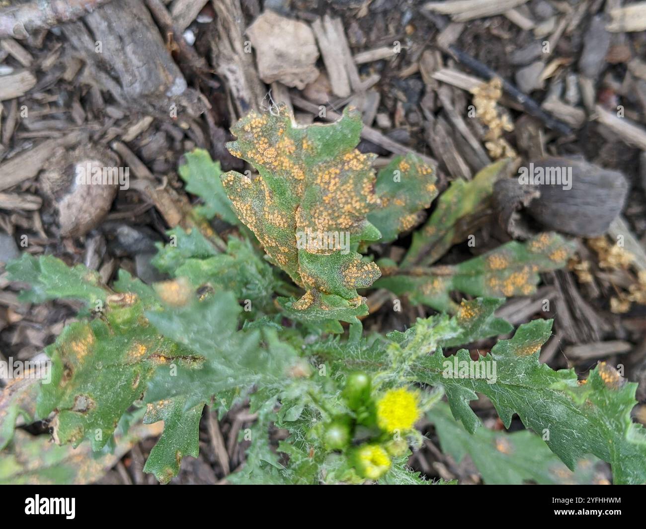 Groundsel crown rust (Puccinia lagenophorae Stock Photo - Alamy
