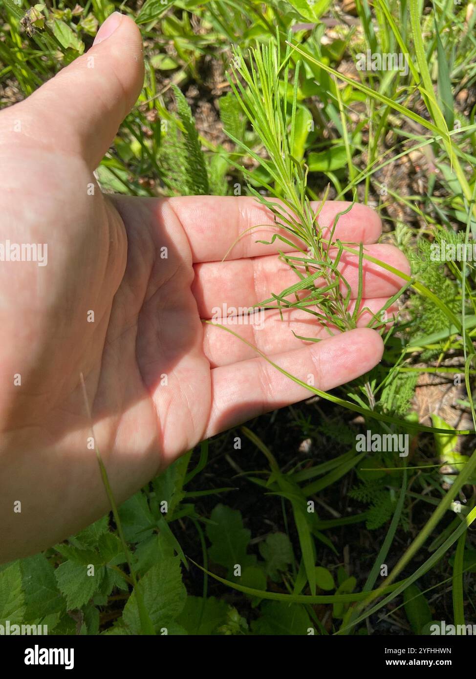 whorled milkweed (Asclepias verticillata Stock Photo - Alamy