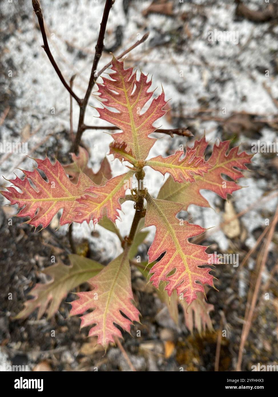American turkey oak (Quercus laevis Stock Photo - Alamy