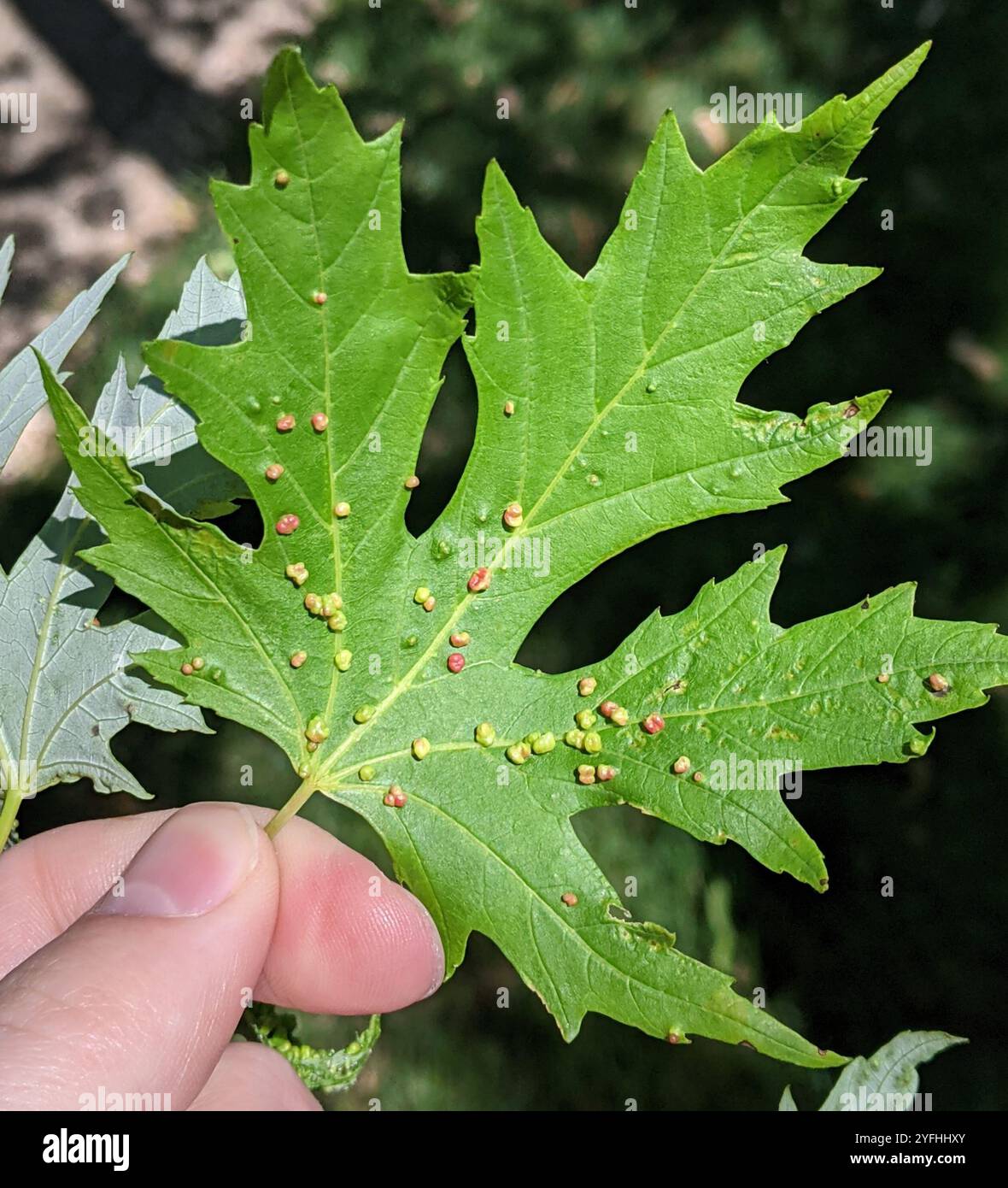 Maple Bladdergall Mite (Vasates quadripedes Stock Photo - Alamy