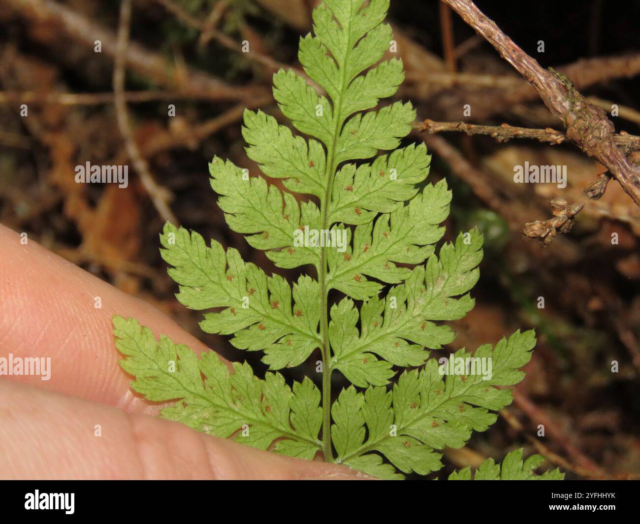 spreading wood fern (Dryopteris expansa Stock Photo - Alamy