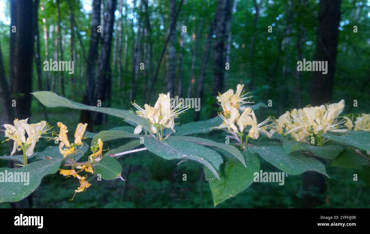 Fly Honeysuckle (Lonicera xylosteum Stock Photo - Alamy