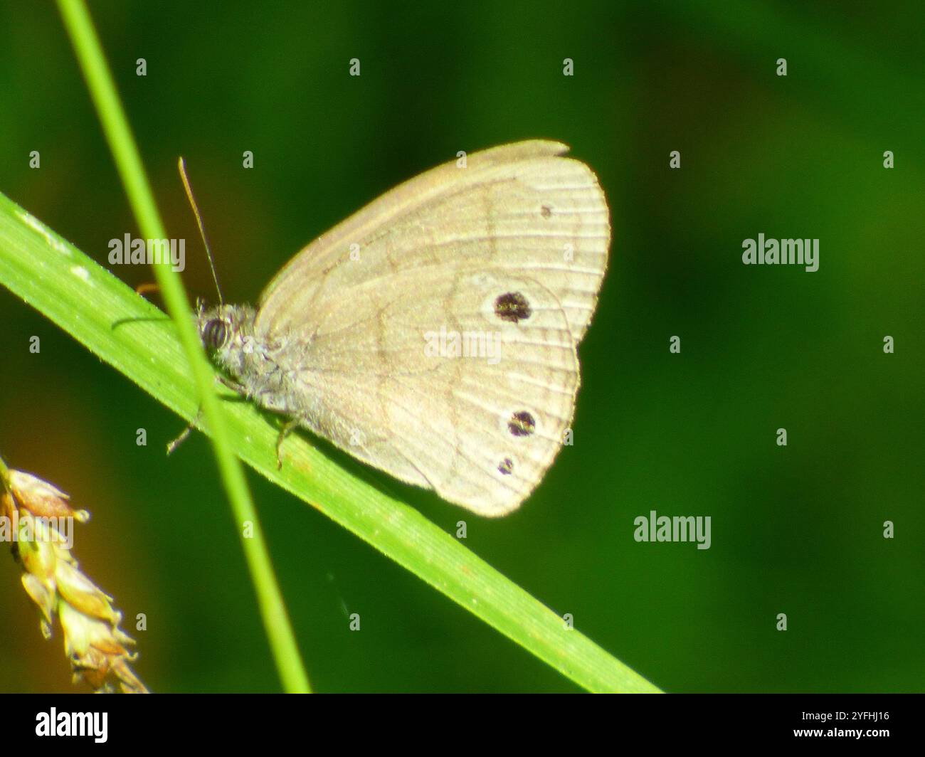 Carolina Satyr (Hermeuptychia sosybius Stock Photo - Alamy