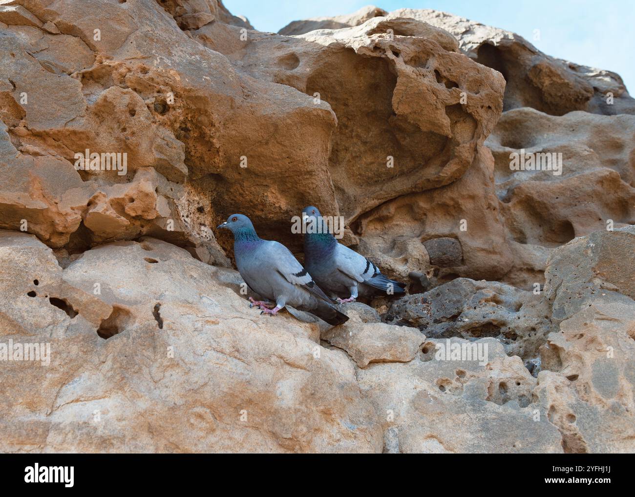 Two city doves on the limestone rock formation on coast cliff, the natural monument of Ajuy ...