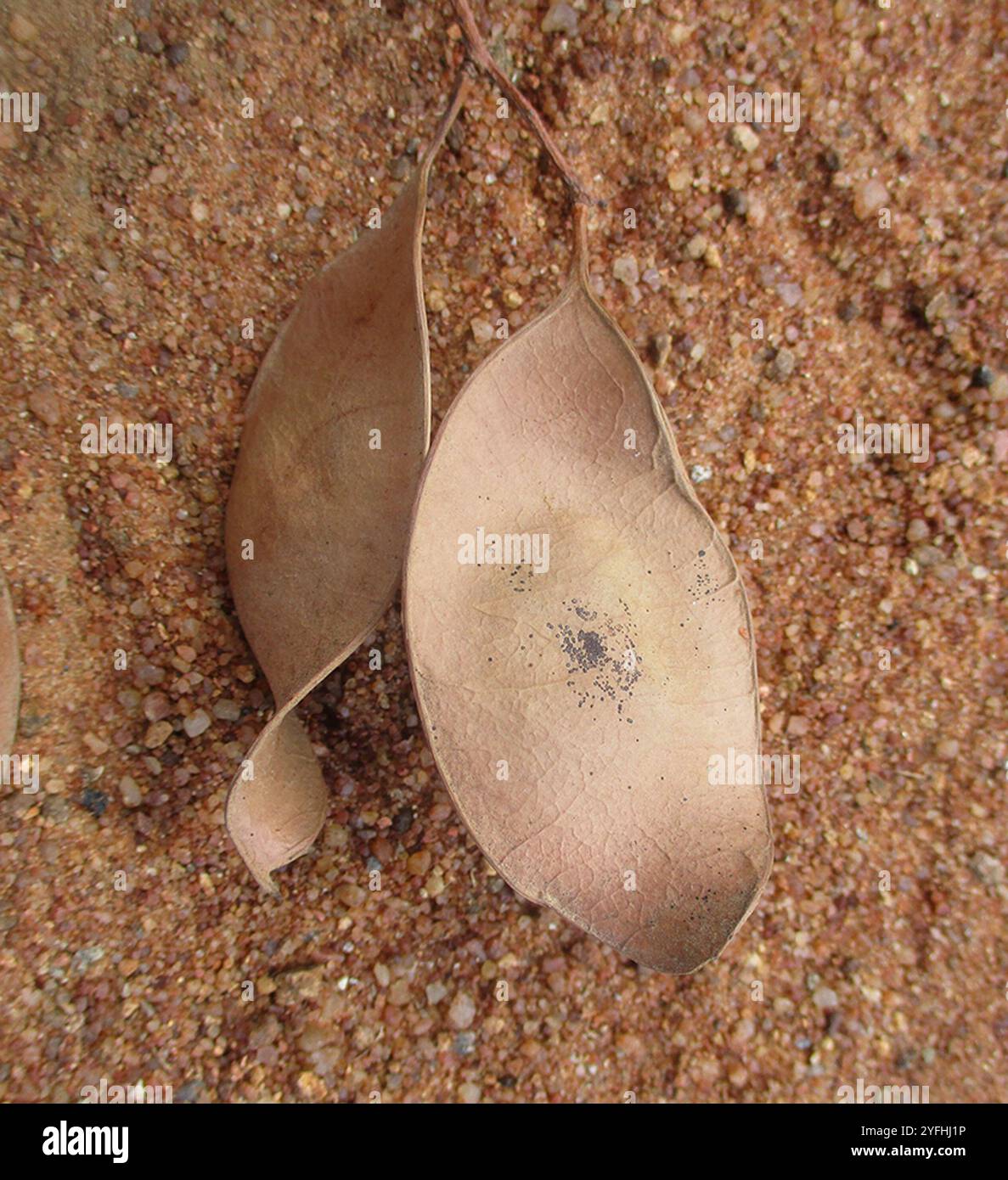 wild syringa (Burkea africana Stock Photo - Alamy