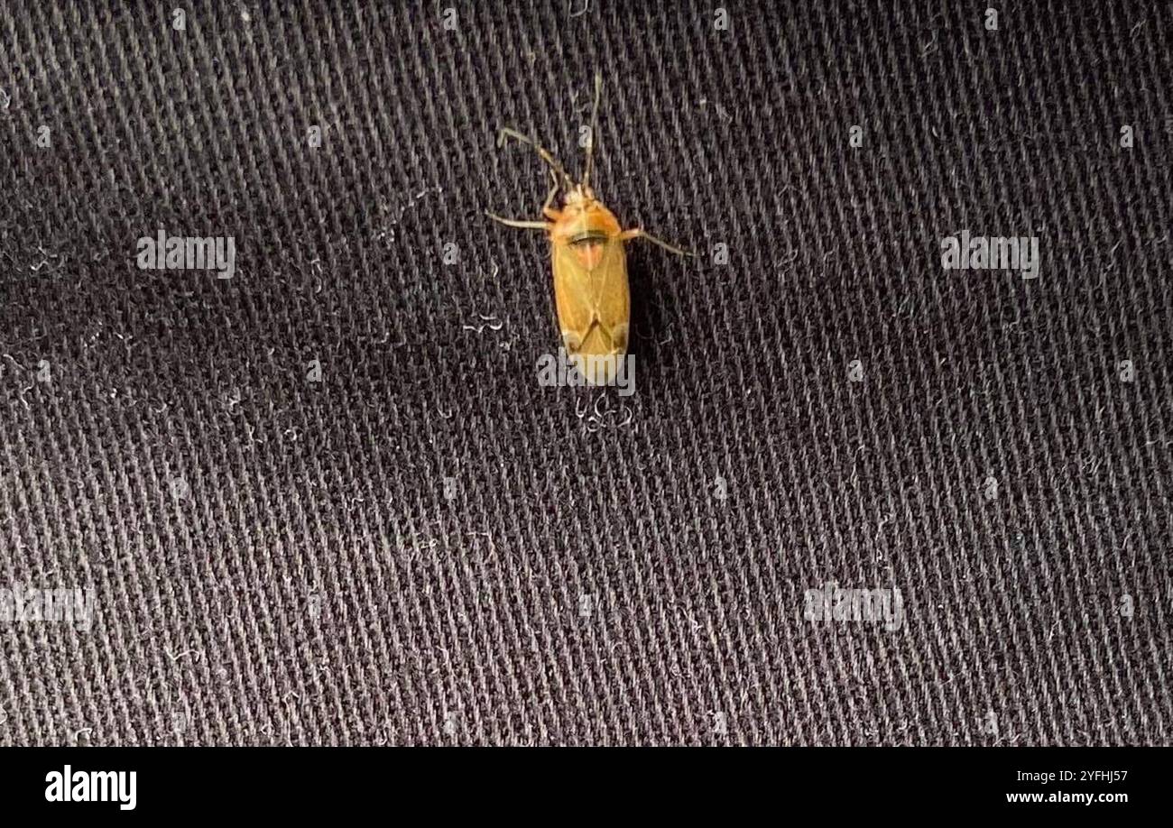 handsome plant bug (Harpocera thoracica Stock Photo - Alamy