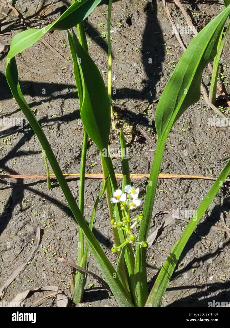 Delta Arrowhead (Sagittaria platyphylla Stock Photo - Alamy