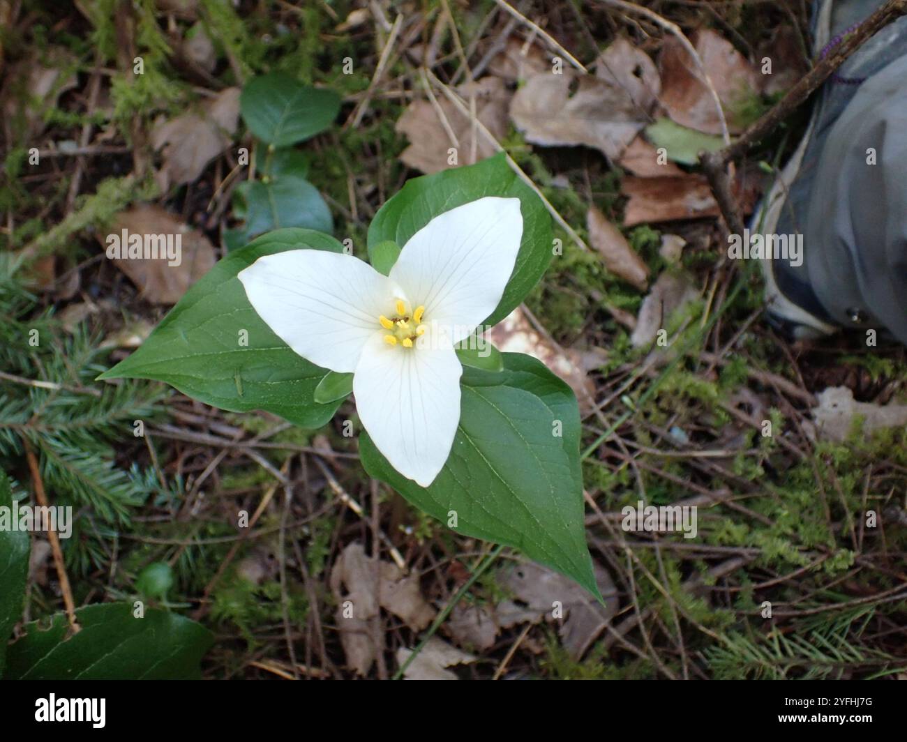 Pacific trillium (Trillium ovatum Stock Photo - Alamy