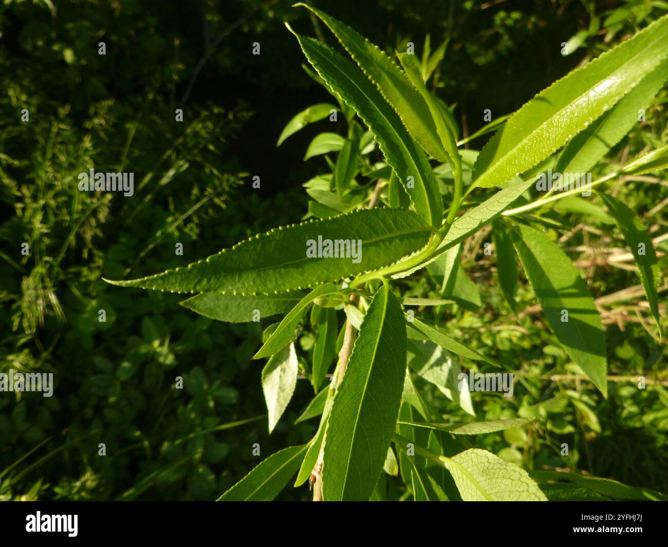 Almond Willow (Salix triandra Stock Photo - Alamy