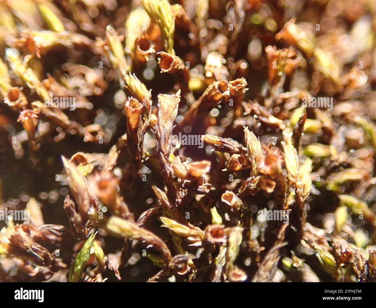 Papillose Bloom Moss (Schistidium papillosum Stock Photo - Alamy
