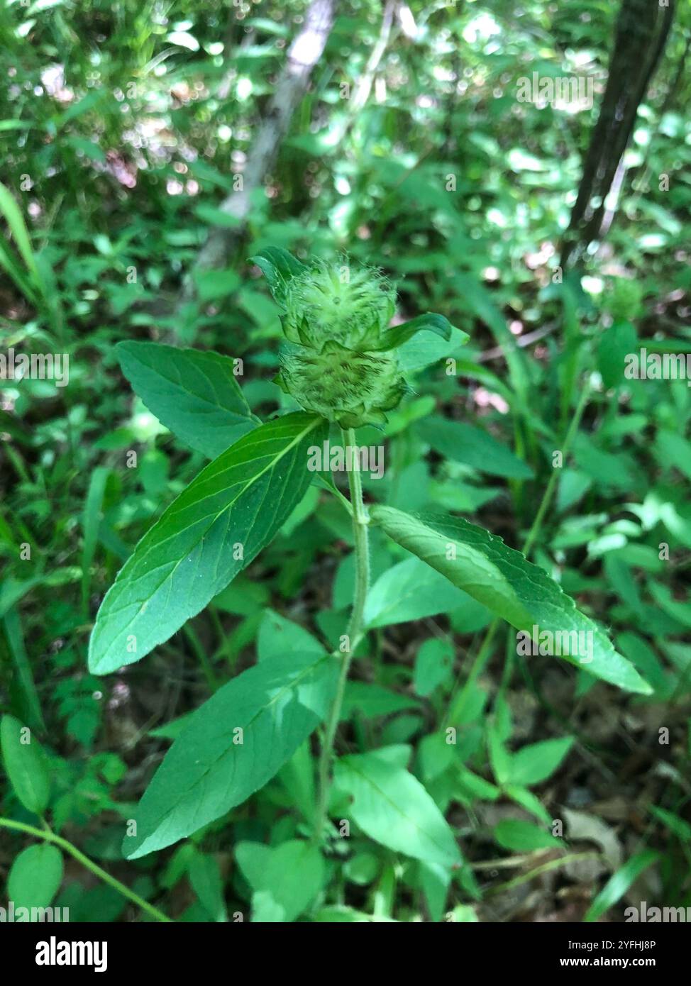 downy pagoda plant (Blephilia ciliata Stock Photo - Alamy