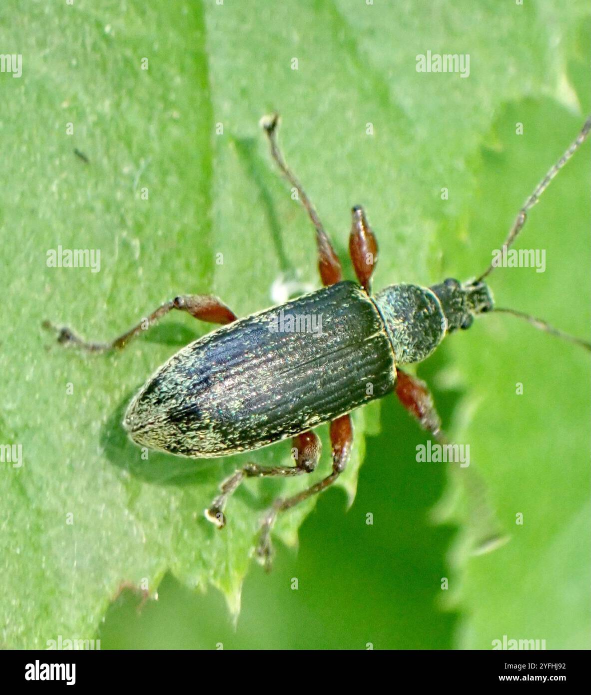 Nettle weevil (Phyllobius pomaceus Stock Photo - Alamy