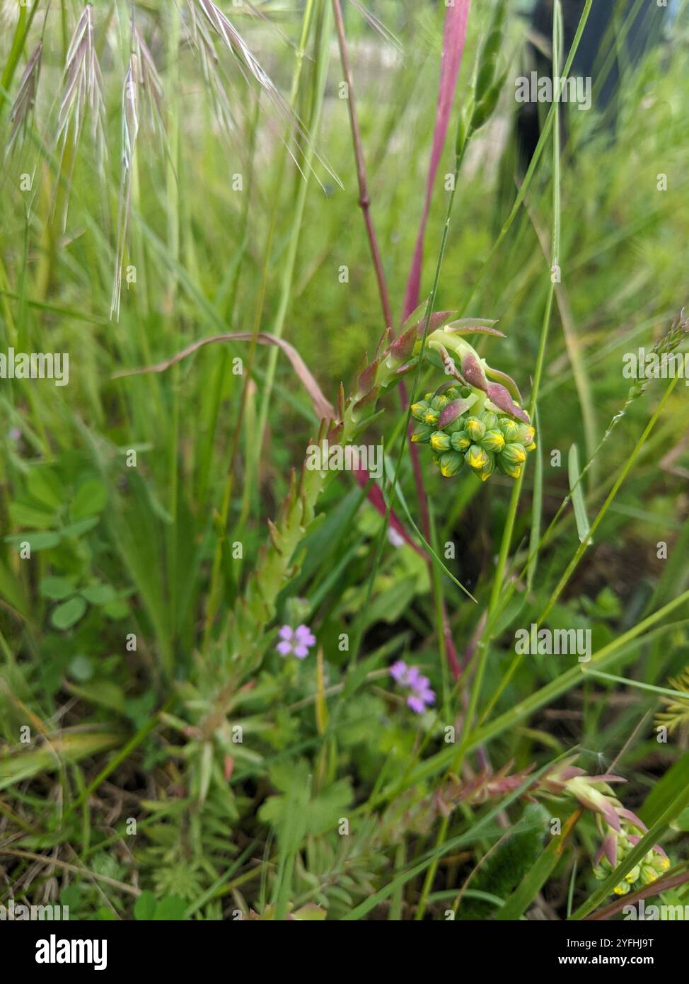 Rock Stonecrop (Petrosedum forsterianum Stock Photo - Alamy