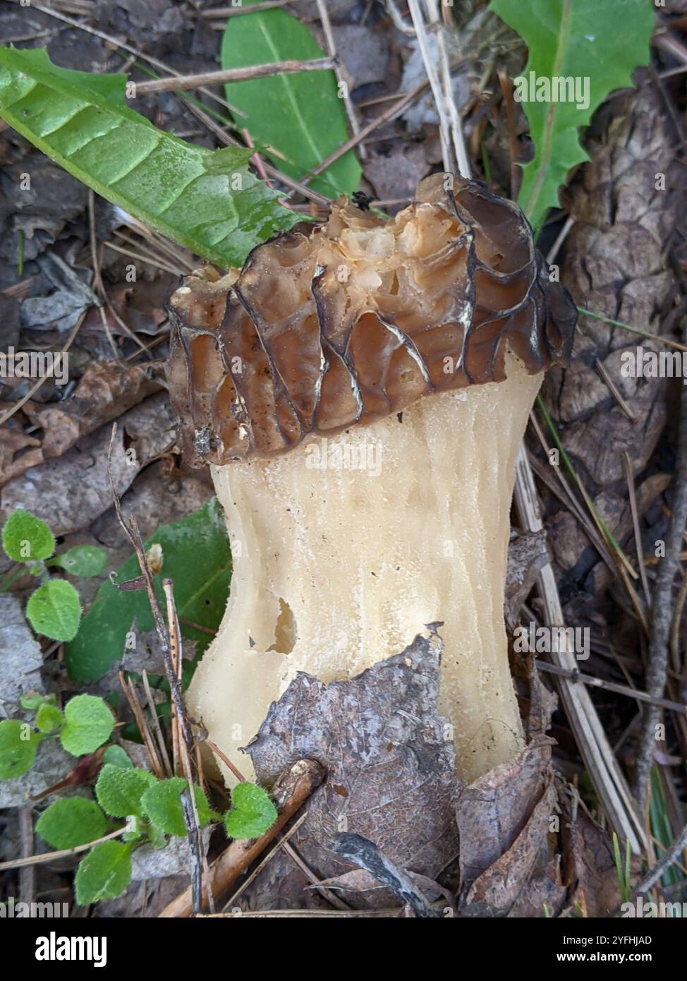 Half-free Morel (Morchella punctipes Stock Photo - Alamy