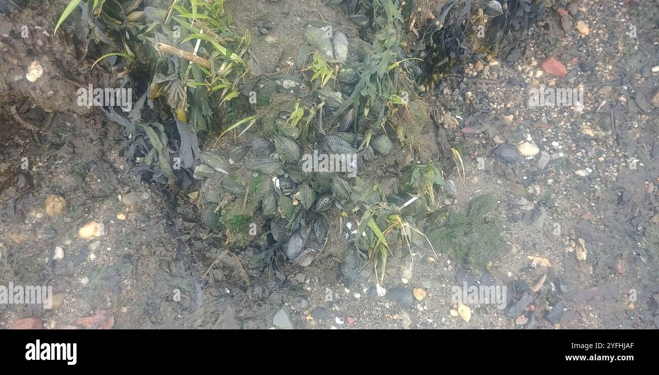 Atlantic Ribbed Mussel (Geukensia demissa Stock Photo - Alamy