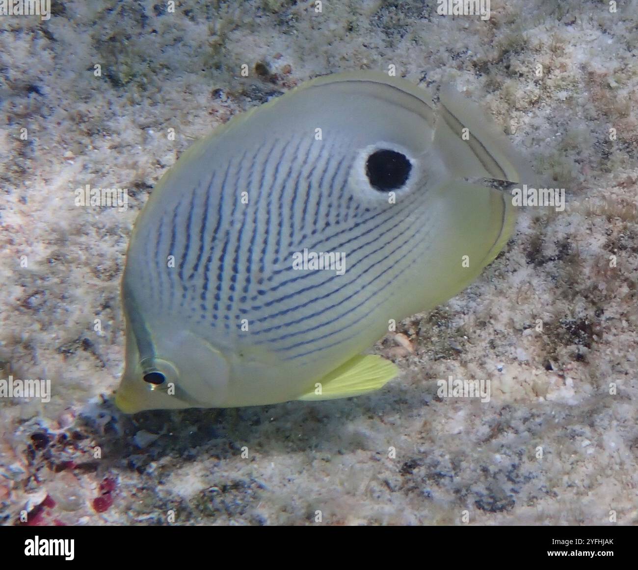 Four-eyed Butterflyfish (Chaetodon capistratus Stock Photo - Alamy