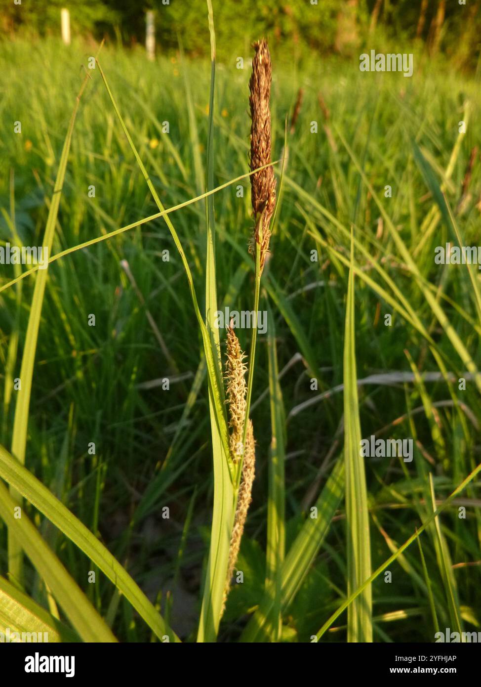 lesser pond sedge (Carex acutiformis Stock Photo - Alamy