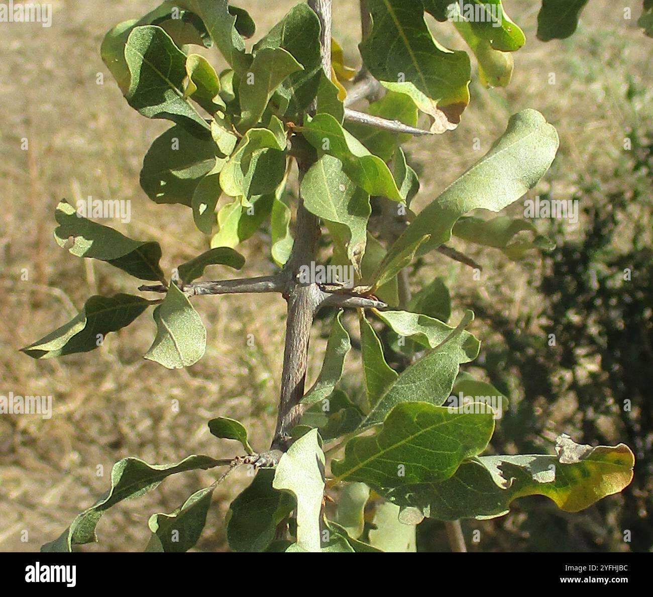 Leadwood (Combretum imberbe Stock Photo - Alamy