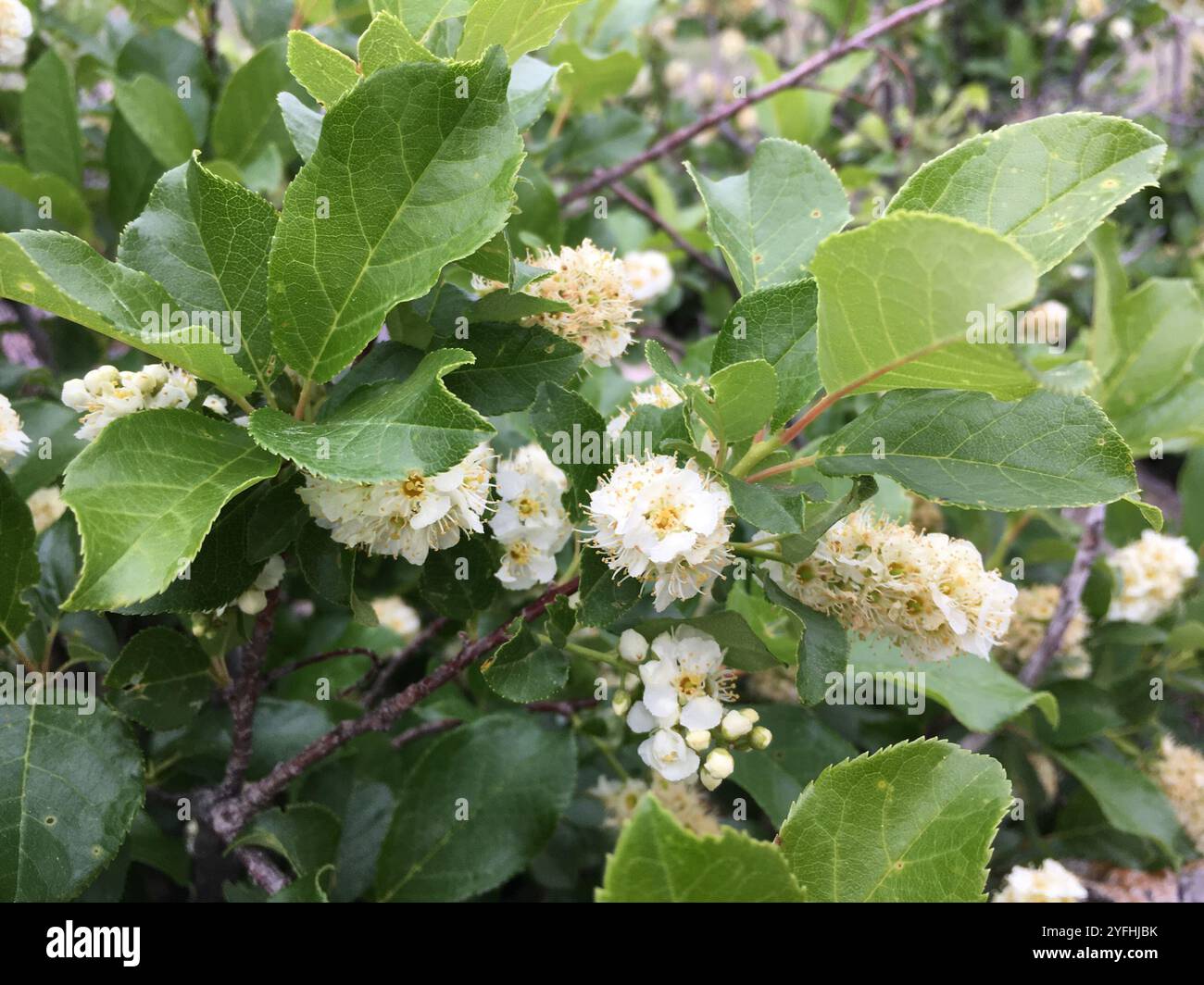 chokecherry (Prunus virginiana Stock Photo - Alamy