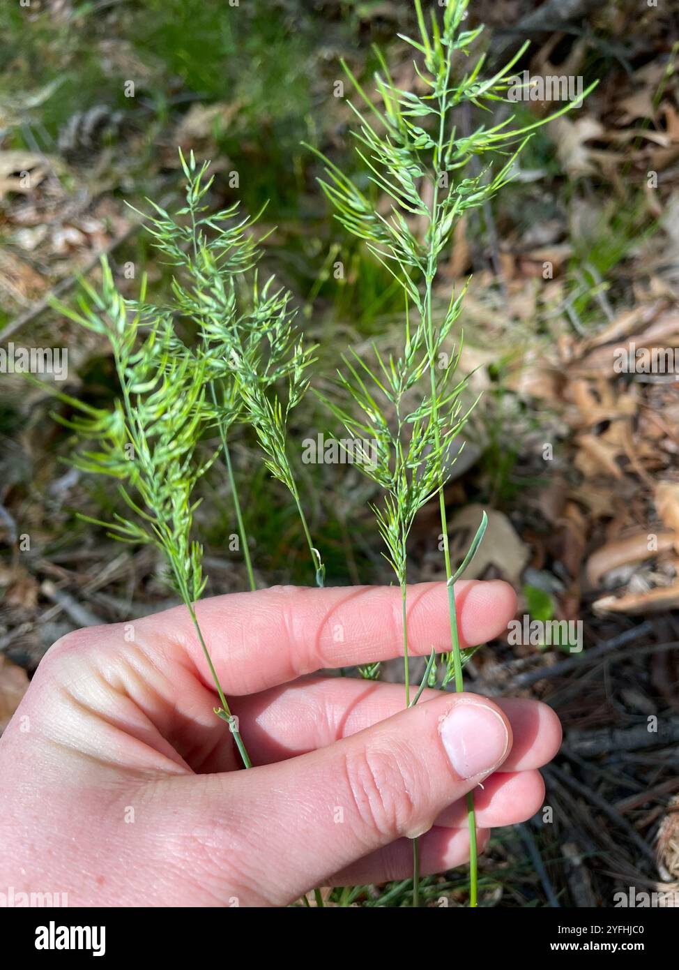 Bulbous Bluegrass (Poa bulbosa Stock Photo - Alamy