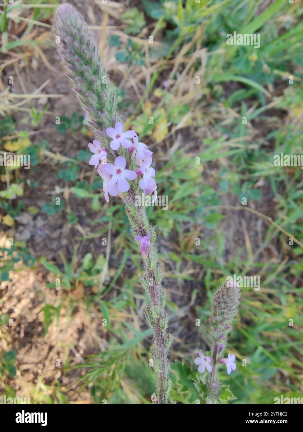 western vervain (Verbena lasiostachys Stock Photo - Alamy