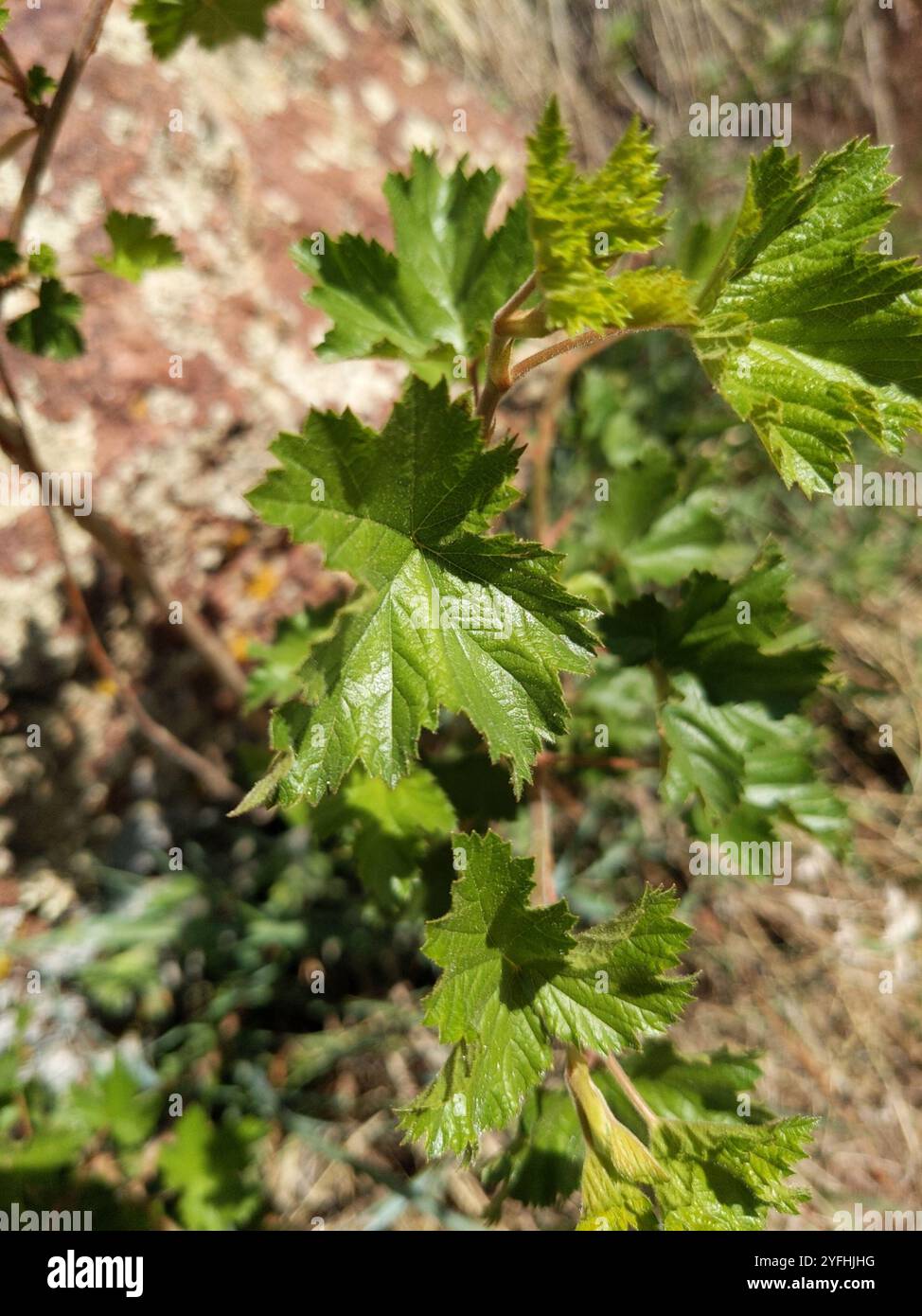 Rocky Mountain raspberry (Rubus deliciosus Stock Photo - Alamy